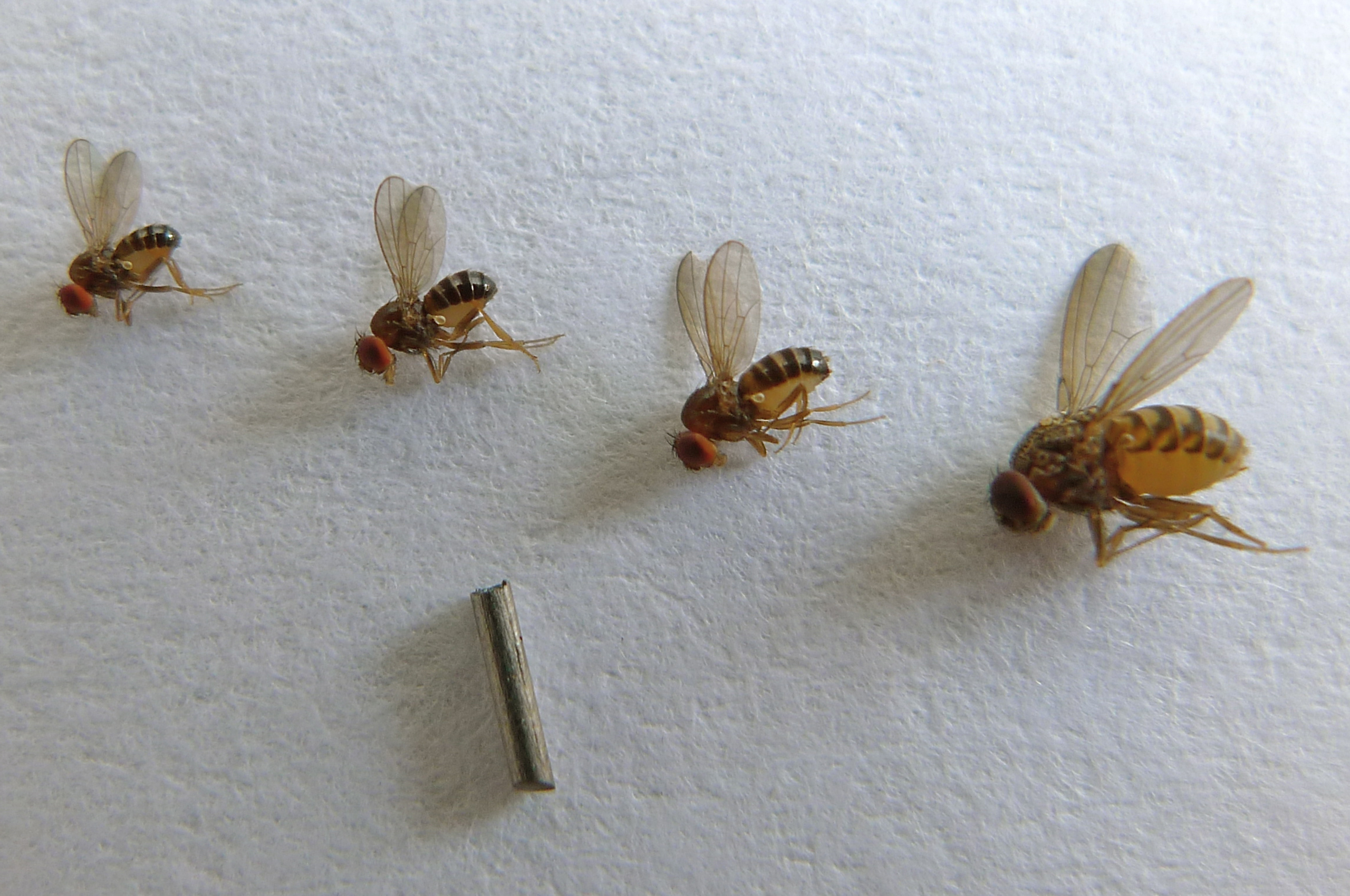 Apterous Fruit Fly Genetics Essay Gmarredamentiit apterous-fruit-fly-genetics-essay-gmarredamentiit