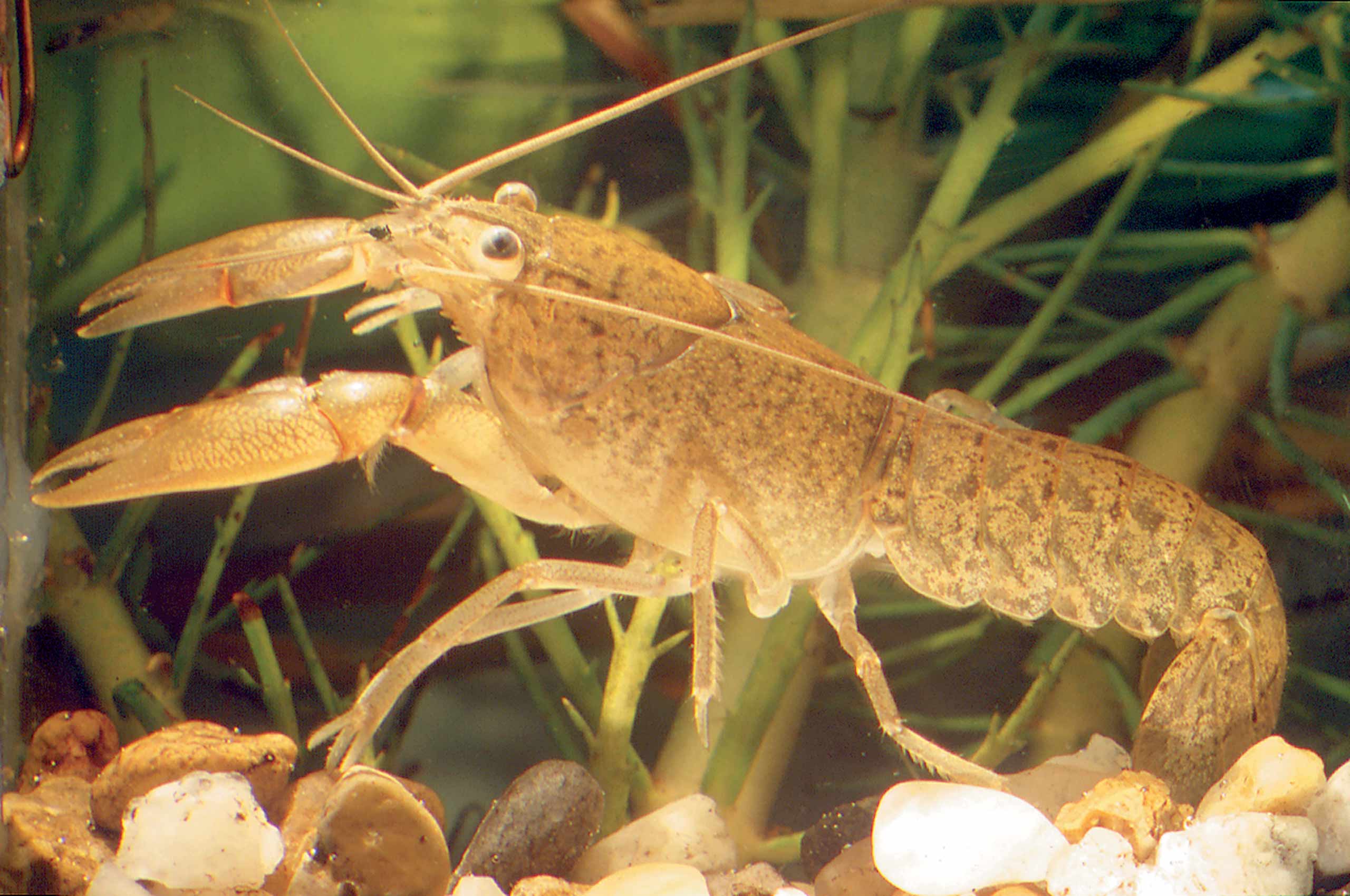 Invertebrate community ecology, Centre for Freshwater Ecosystems , La ...