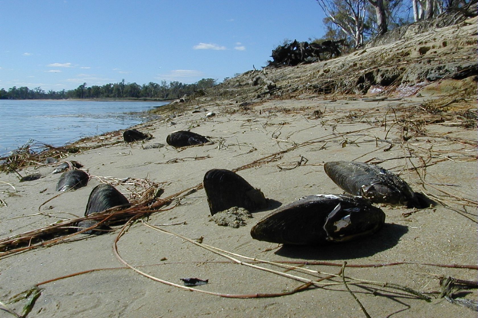 River Murray Monitoring, Centre for Freshwater Ecosystems , La Trobe ...