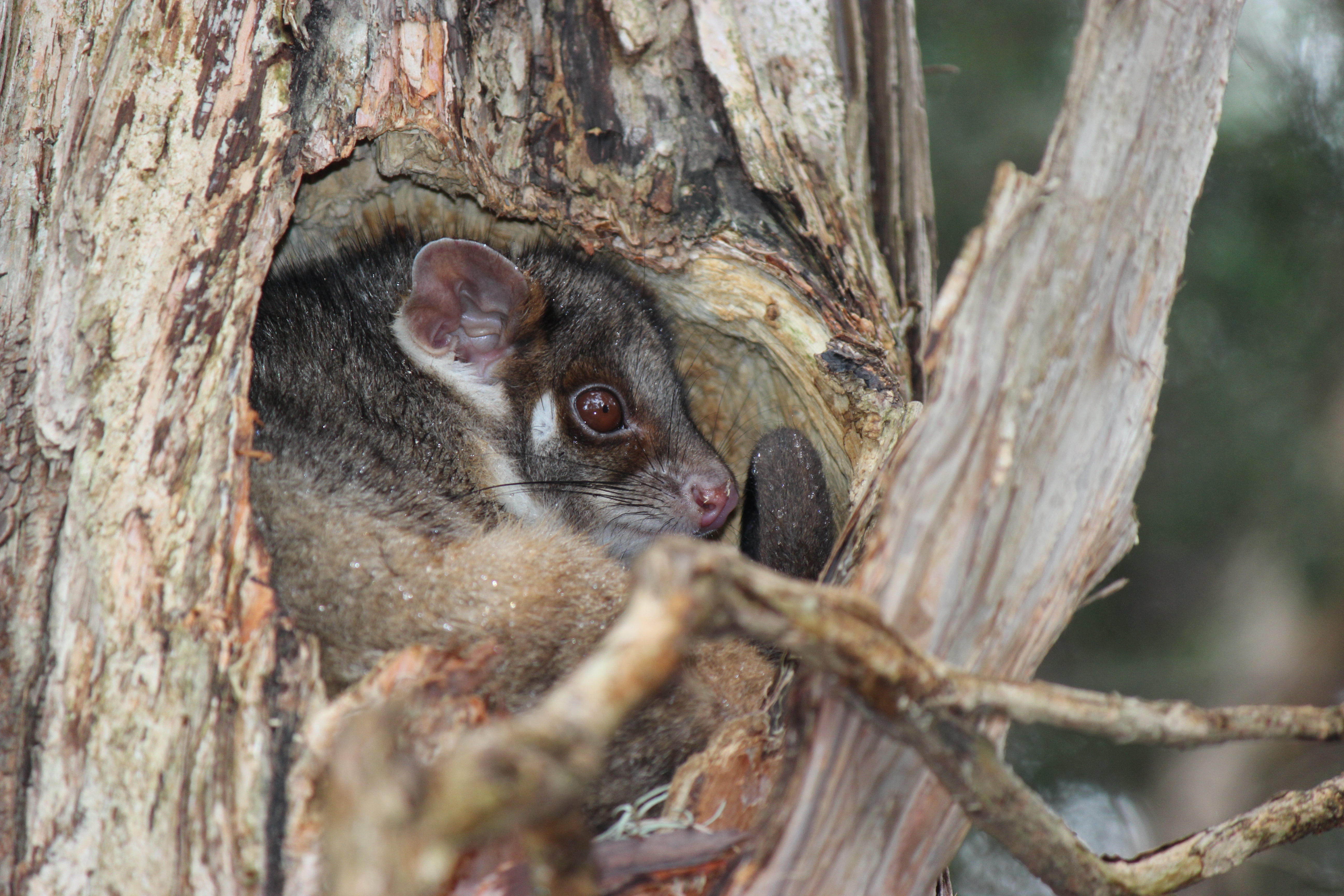 La Trobe Wildlife Sanctuary, La Trobe University