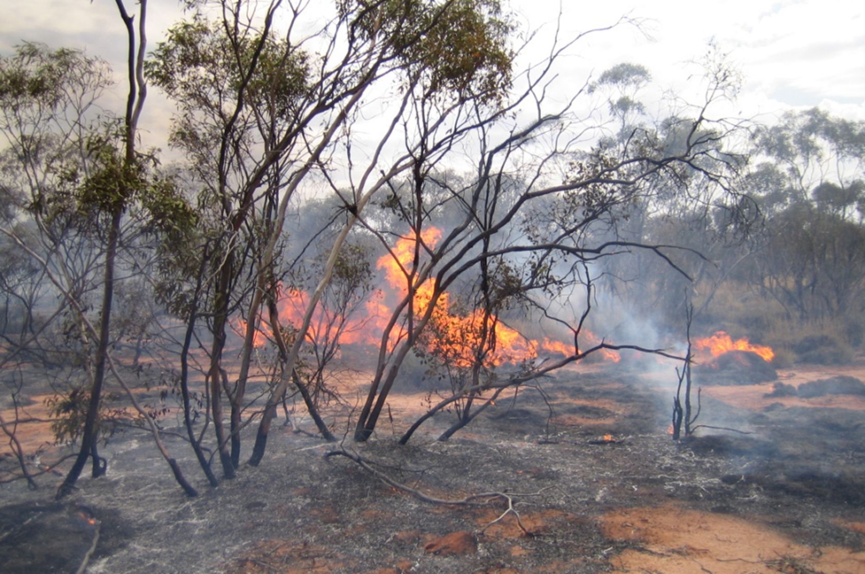 Bushfire recovery research funded, News, La Trobe University