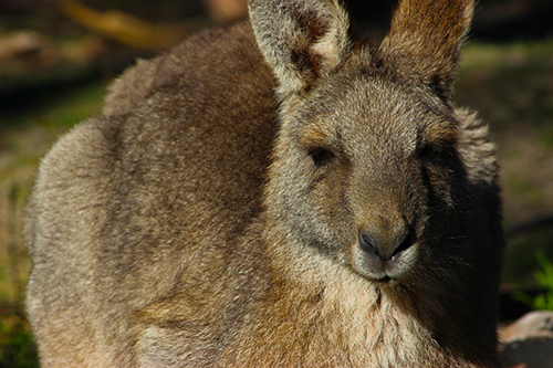 Visit the Sanctuary, Nangak Tamboree Wildlife Sanctuary, La Trobe ...