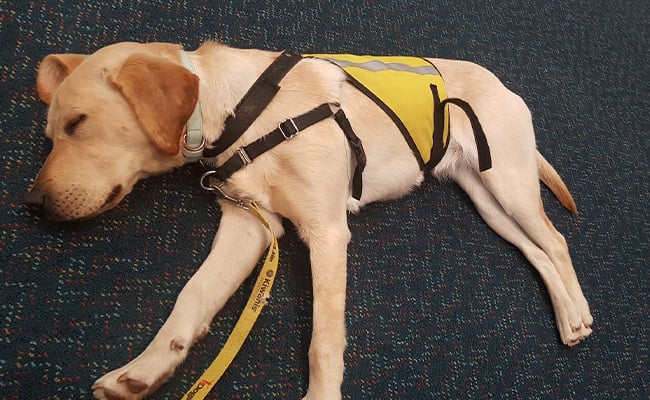 Foster a Dogs for Life Assistance Dog puppy! - MyLaTrobe