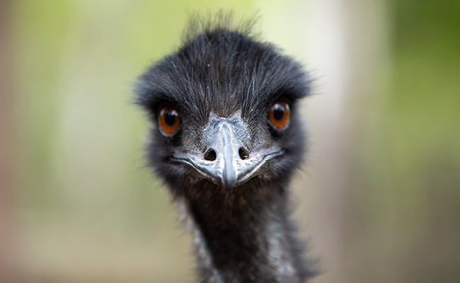 New emus welcomed to the La Trobe nest - MyLaTrobe