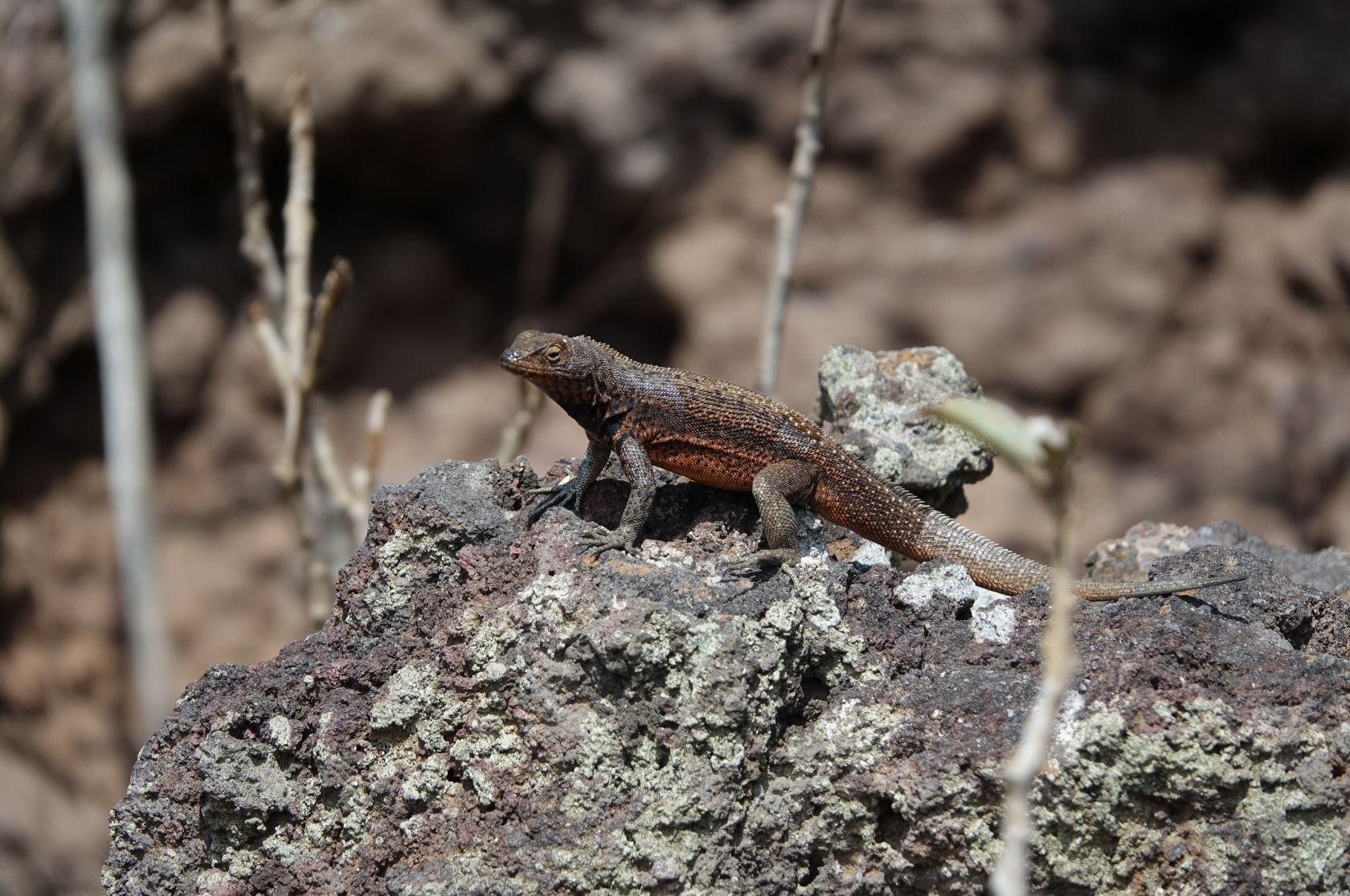 Understanding Lava Lizards in Ecuador, including the Galápagos Islands ...