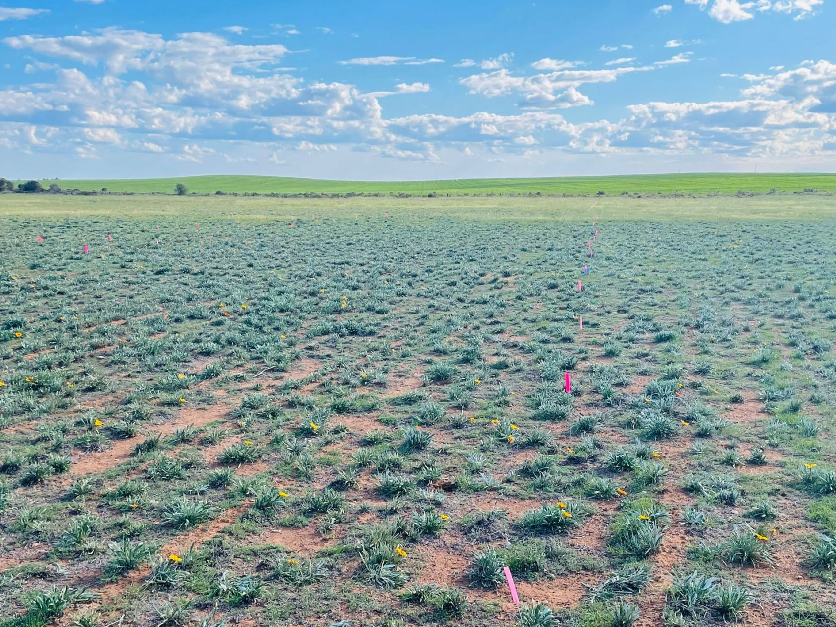 A weed of trouble: imported flower poses huge risk, News, La Trobe ...