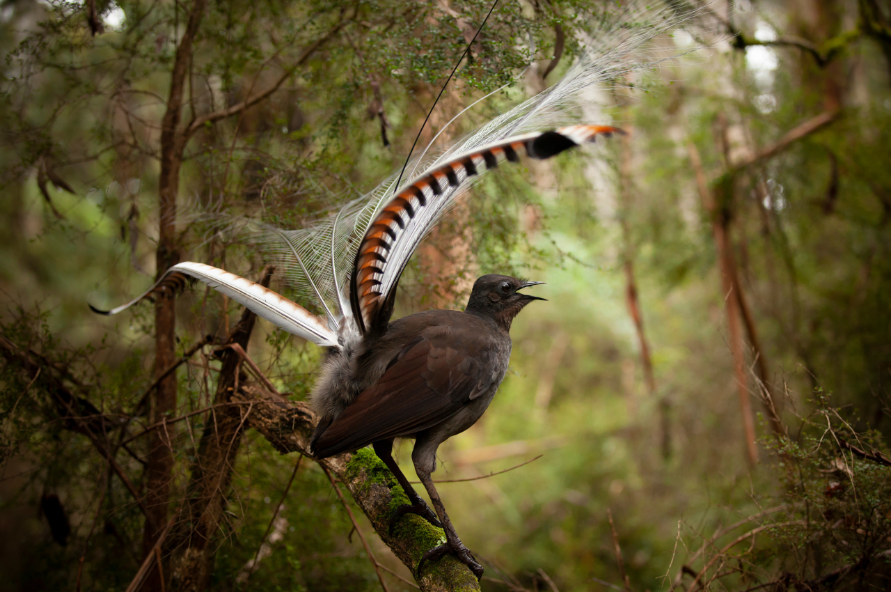 Australian Lyrebird