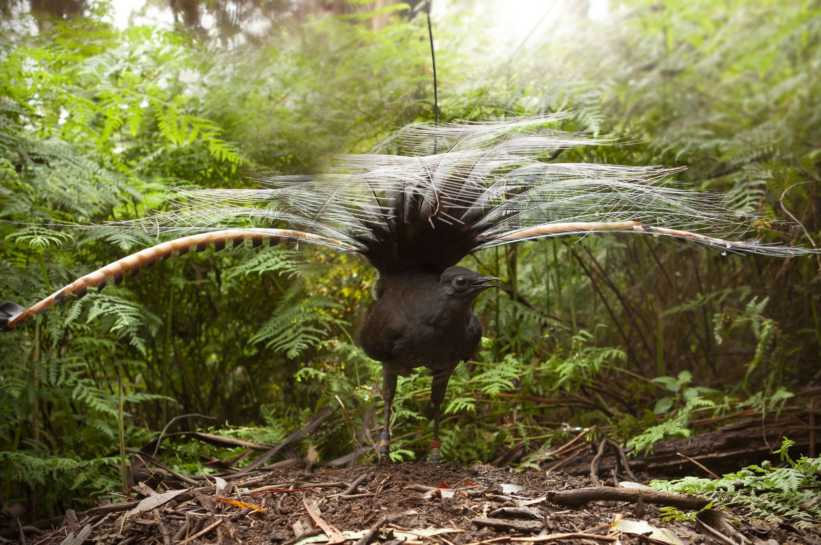 Lyrebirds: nature's ecosystem engineers, News, La Trobe University