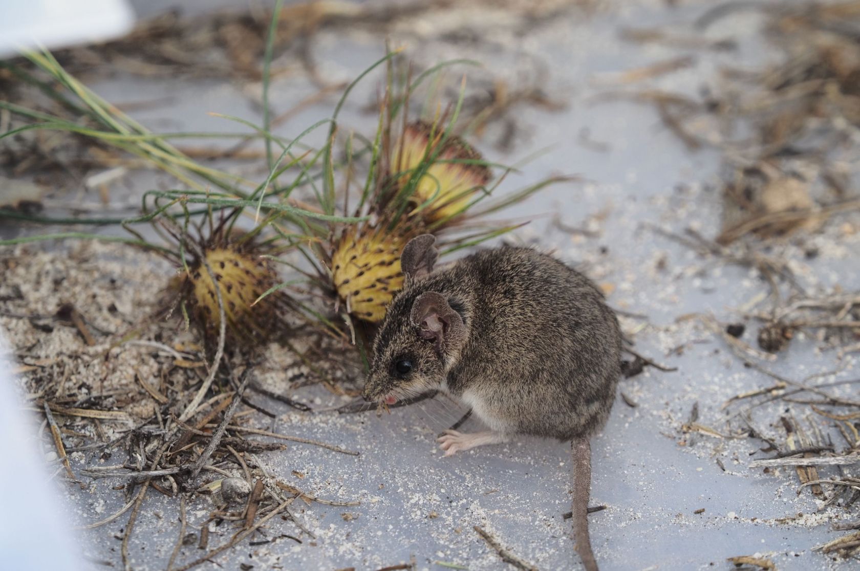 Forget Cheese, These Mice Prefer Nectar | Mirage News