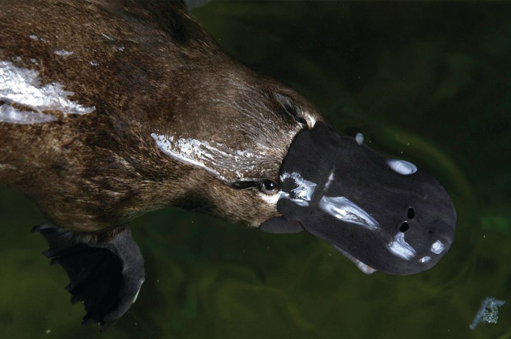 New insights into iconic Aussie animals, News, La Trobe University