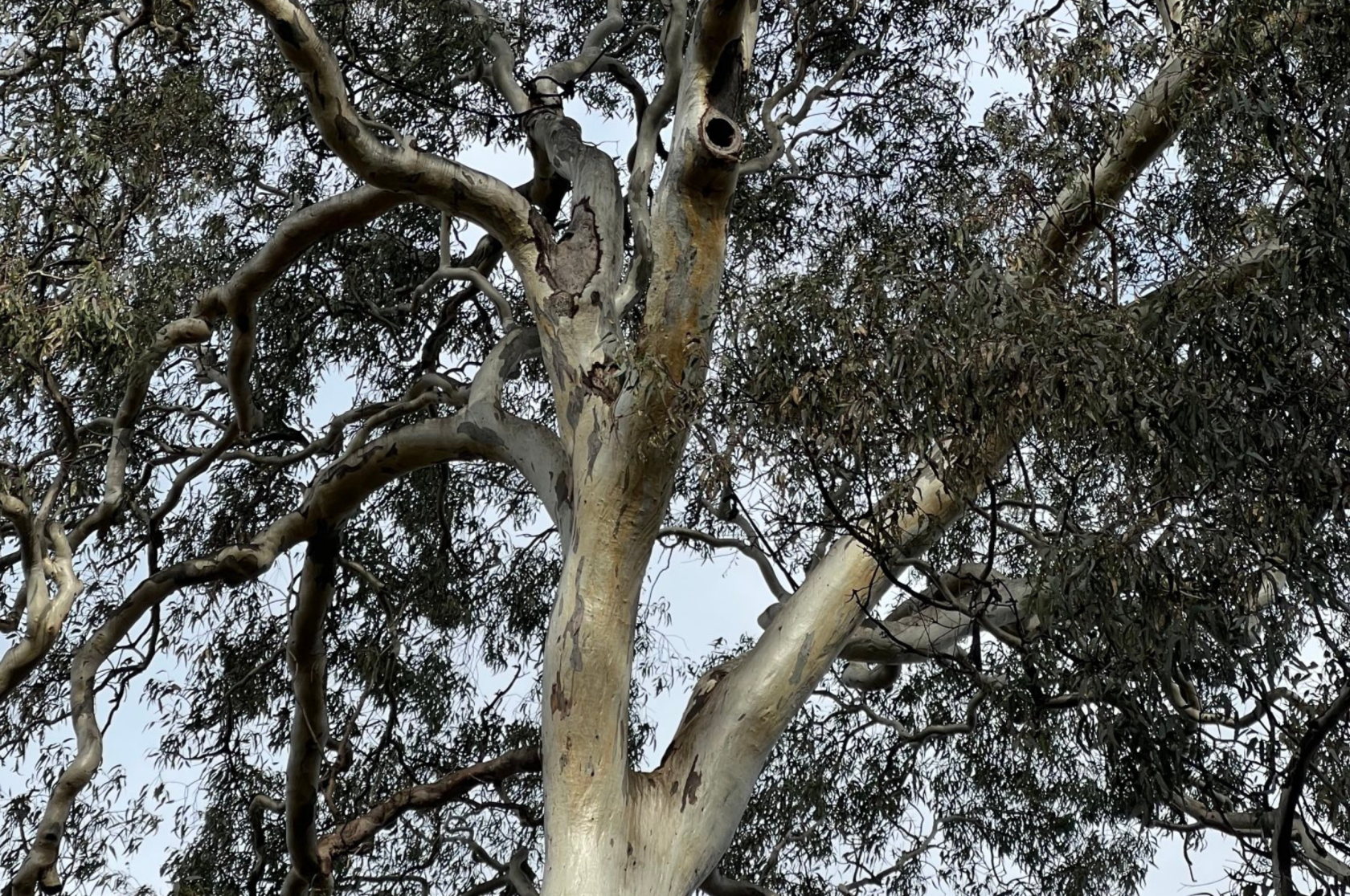 River Red Gum tree at AgriBio | Mirage News