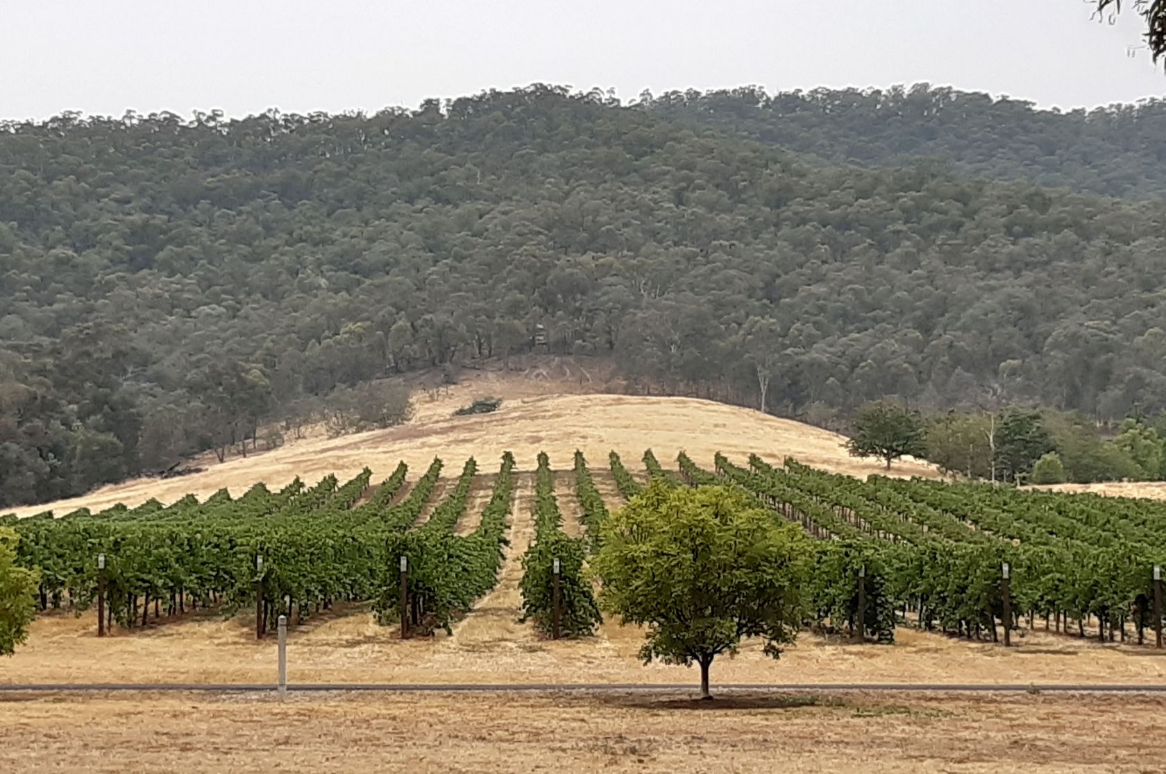Research delivers smoke taint toolkit, News, La Trobe University
