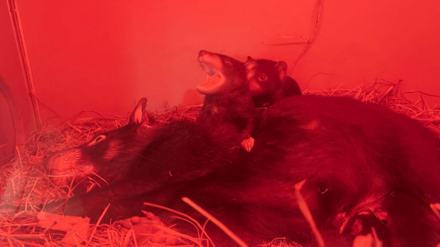 La Trobe Fertility Specialists Welcome Baby Devils | Mirage News