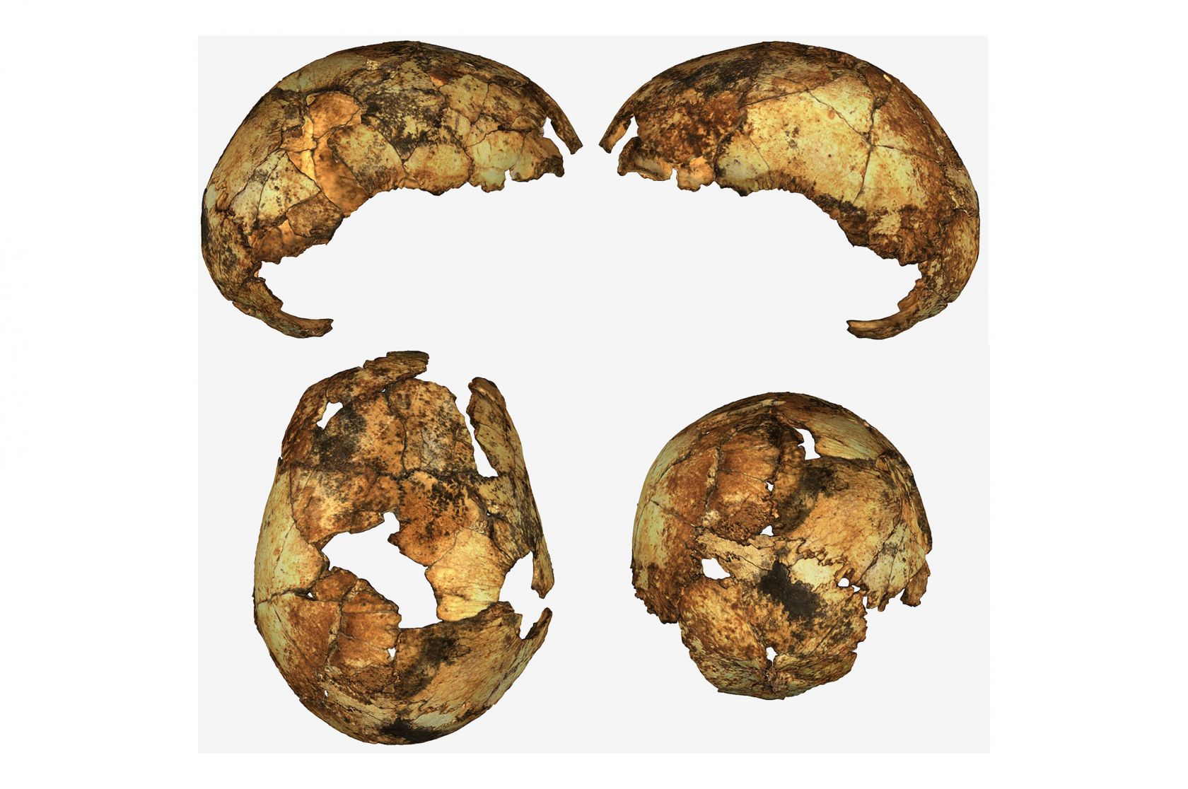 Reconstructing fossils , News, La Trobe University