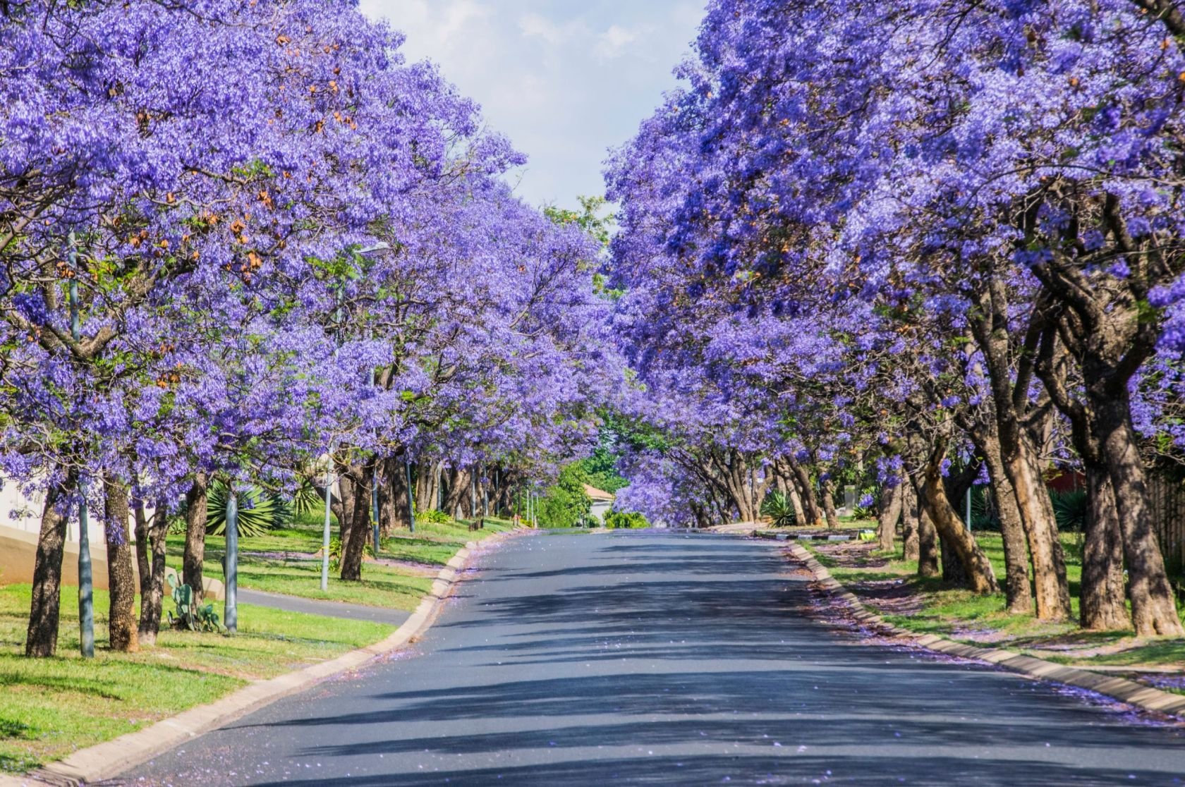 South American jacaranda a symbol of our spring, News, La Trobe University