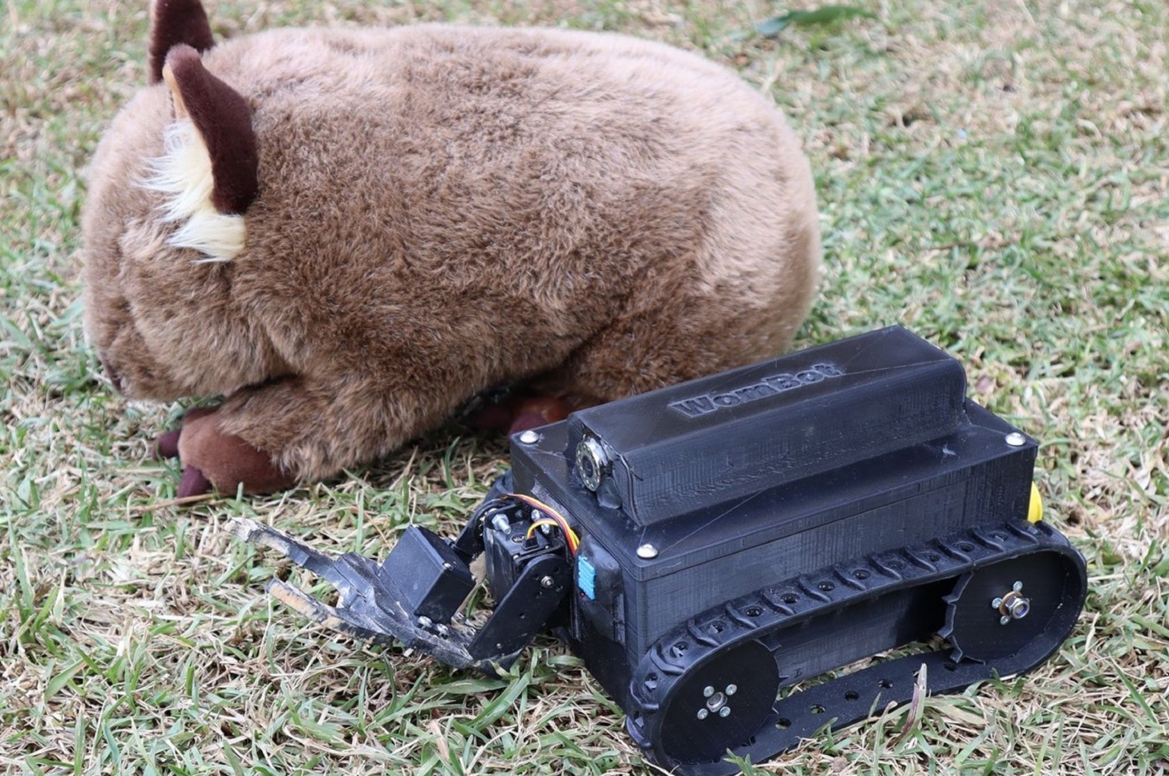 Robot to improve wombat health, News, La Trobe University