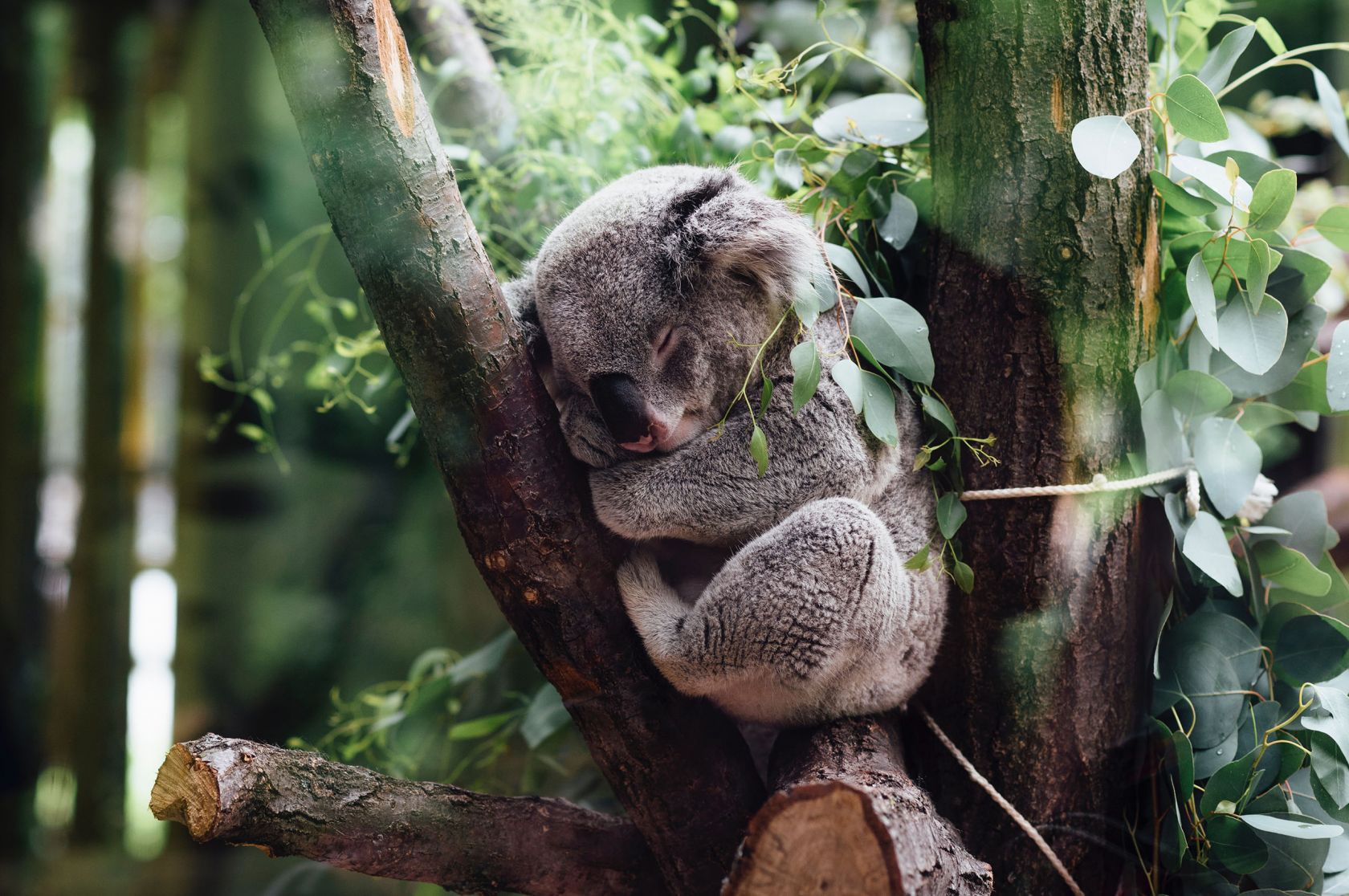 Sequencing the koala genome, News, La Trobe University