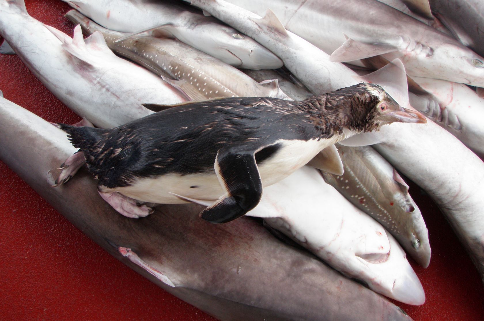 Penguins under threat from fishing nets, News, La Trobe University