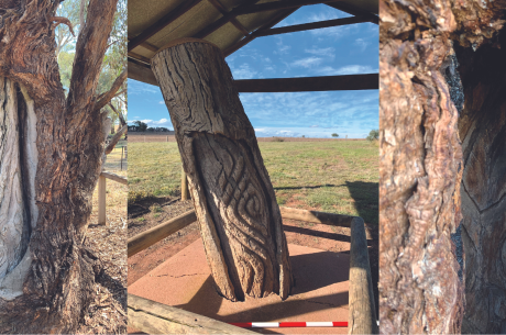 River Red Gum tree at AgriBio, News, La Trobe University