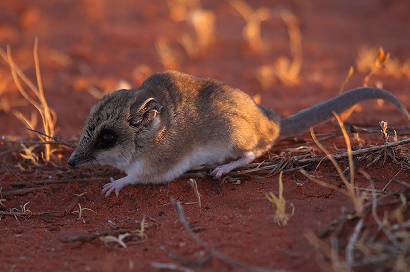 Saving the fat-tailed dunnart, News, La Trobe University