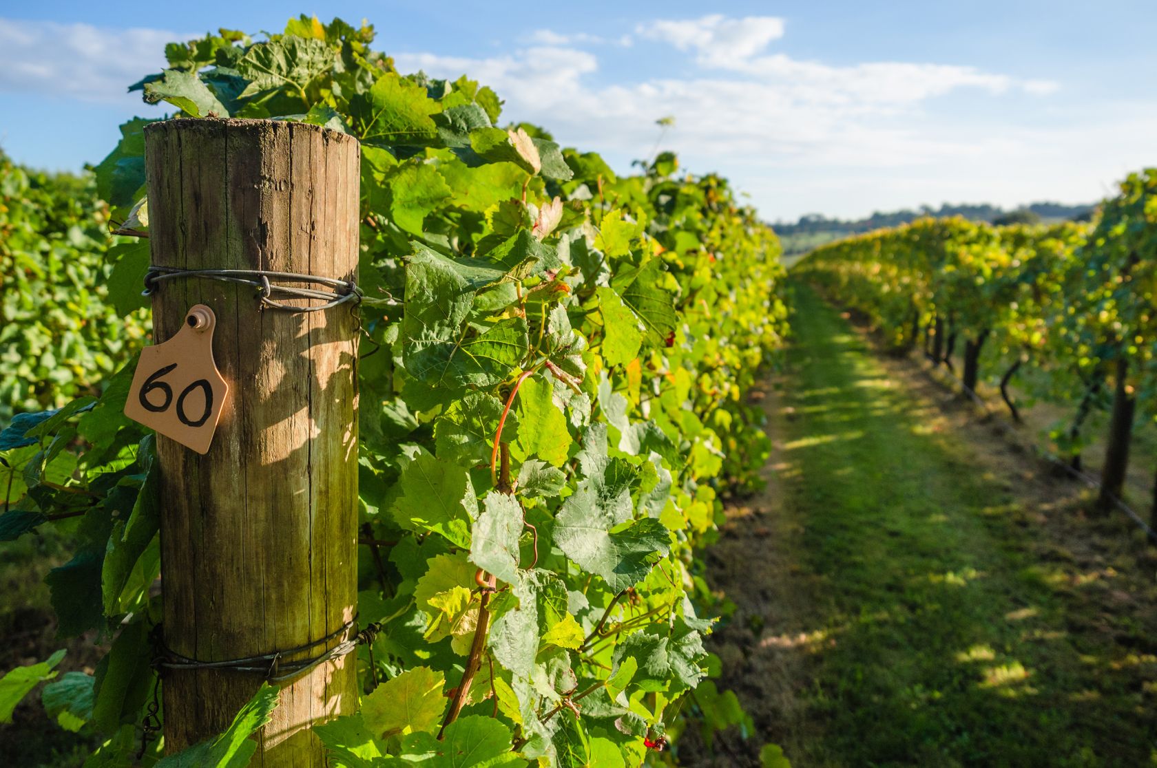 Wine tourism in Victoria, News, La Trobe University