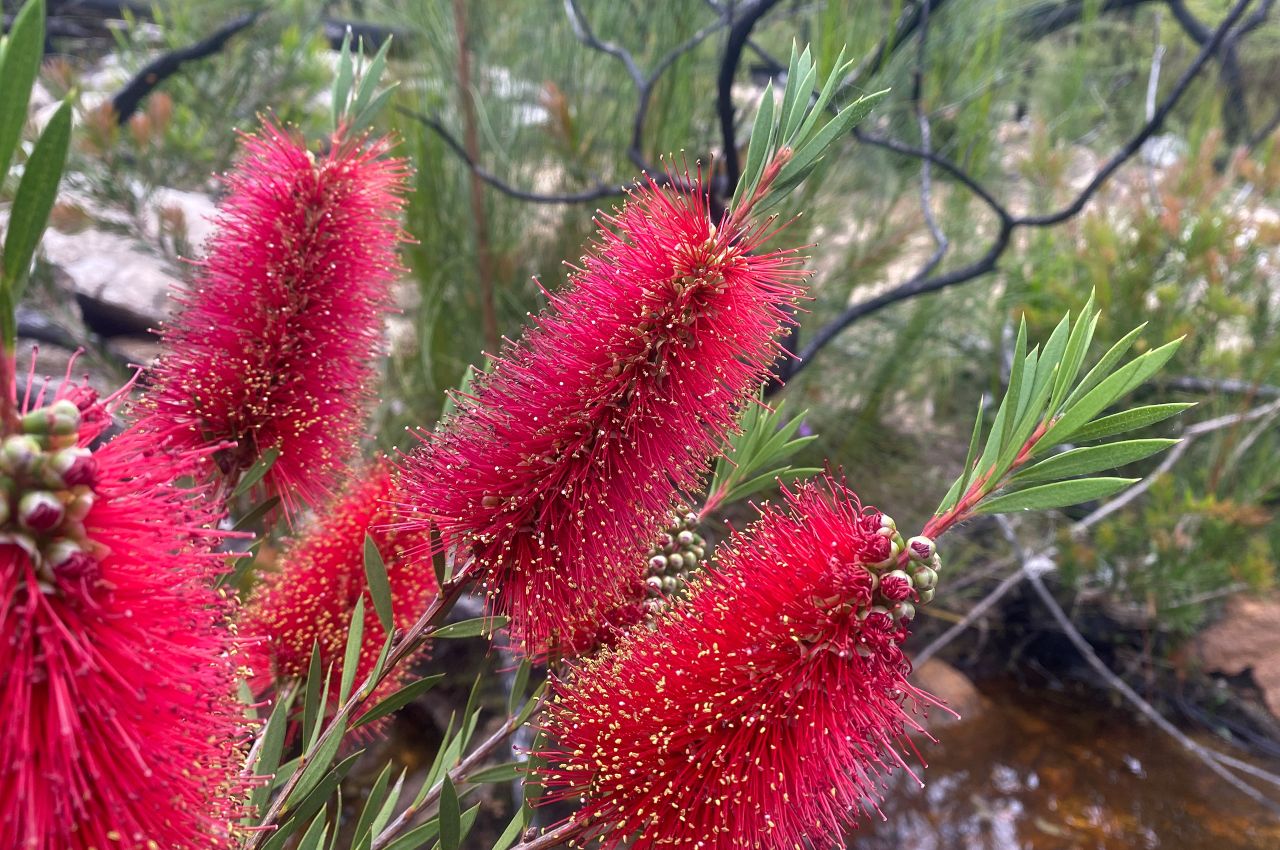 Harnessing Genetics to Restore Resilience in East Gippsland’s ...