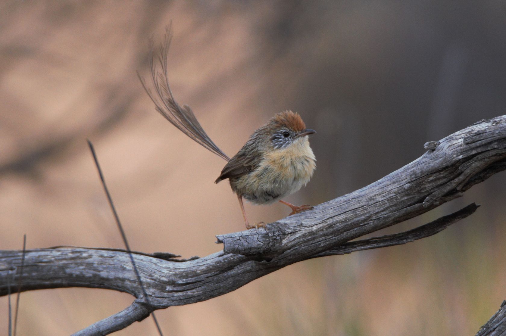 Mallee emu wren, Research, La Trobe University