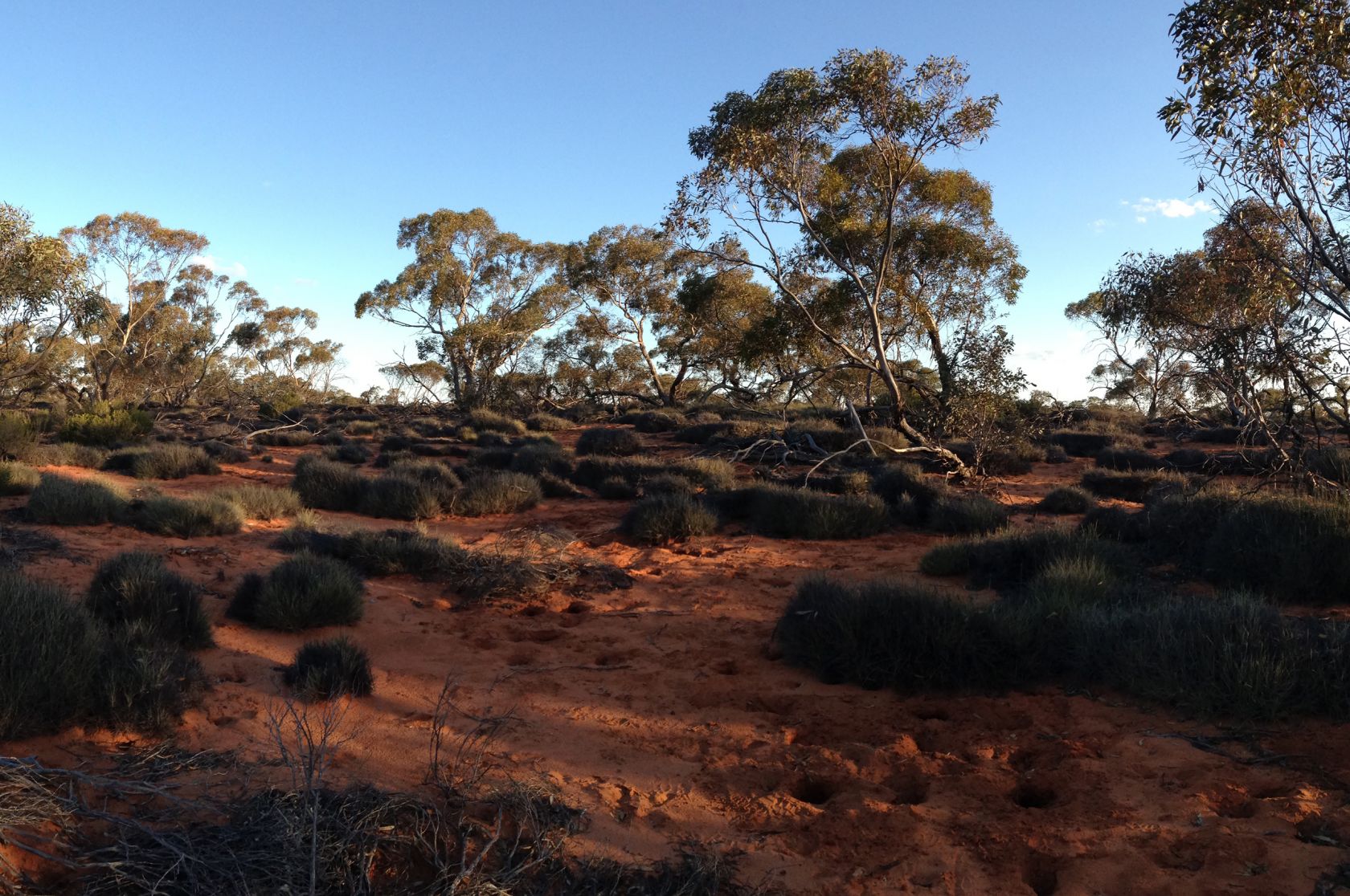 Australia’s ecological extinctions on biodiversity and ecosystem ...
