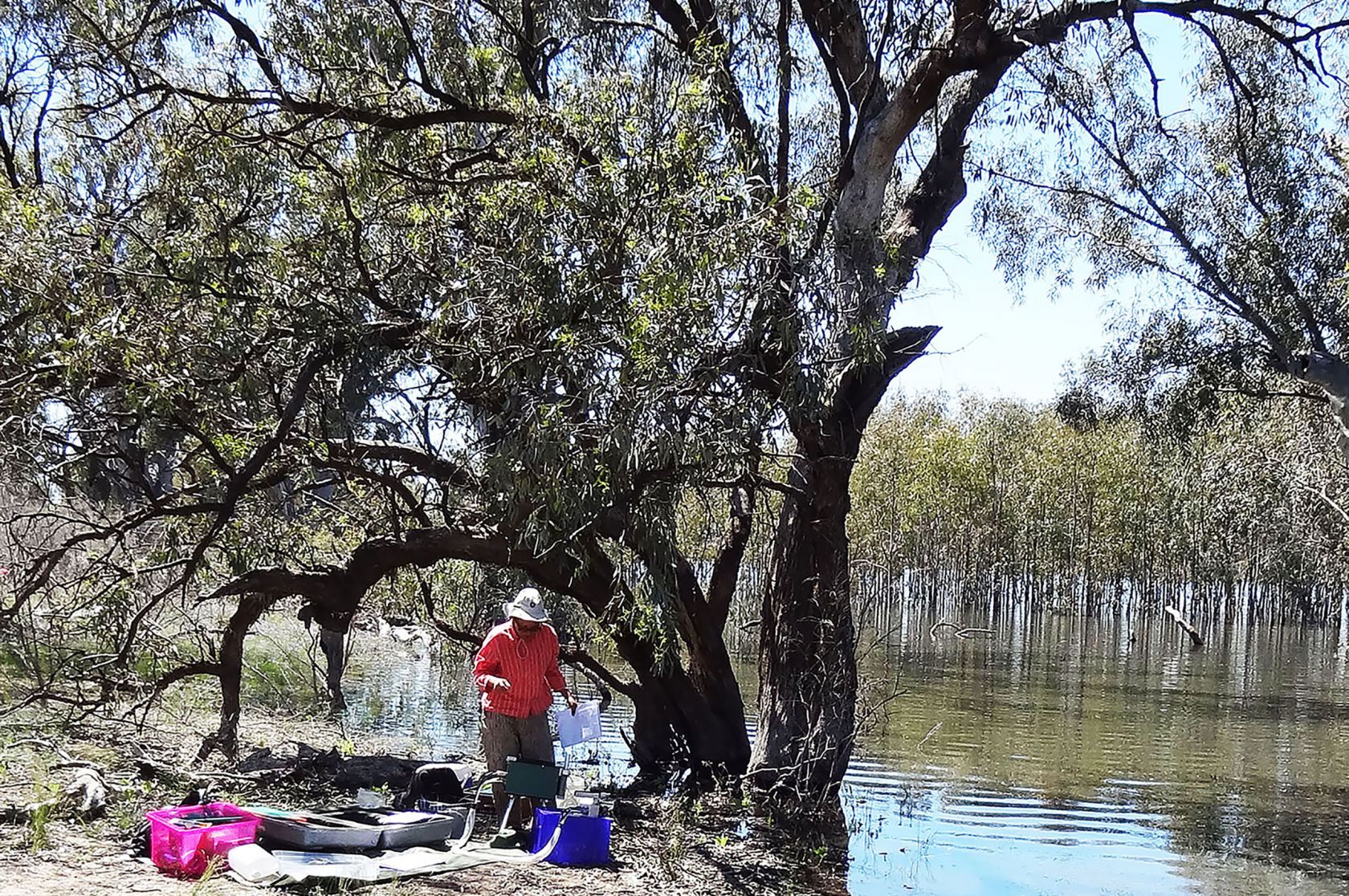 Black Box tree nutritional response, Research, La Trobe University
