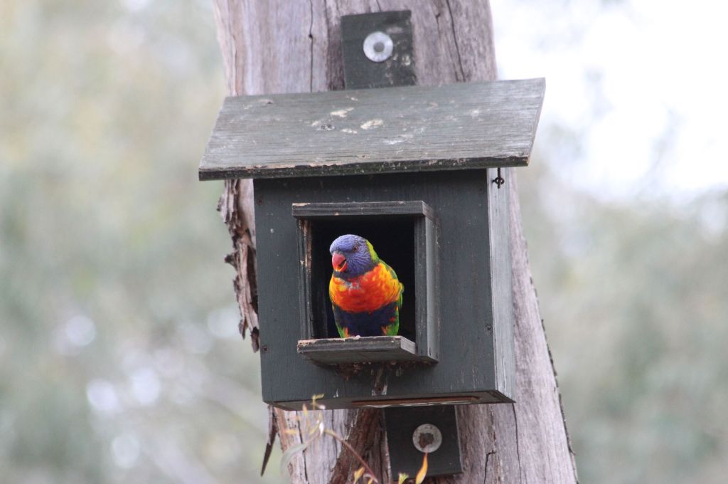 Nesting boxes, Nangak Tamboree Wildlife Sanctuary, La Trobe University