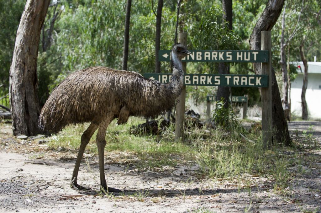 Non-Passerines, Nangak Tamboree Wildlife Sanctuary, Wildlife at La ...