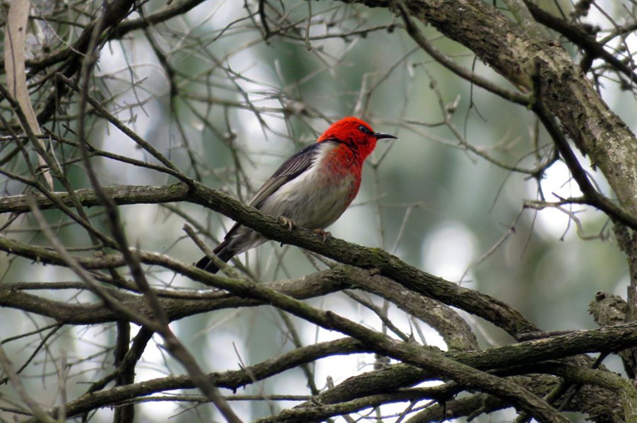 Passerines, Nangak Tamboree Wildlife Sanctuary, Wildlife at La Trobe ...